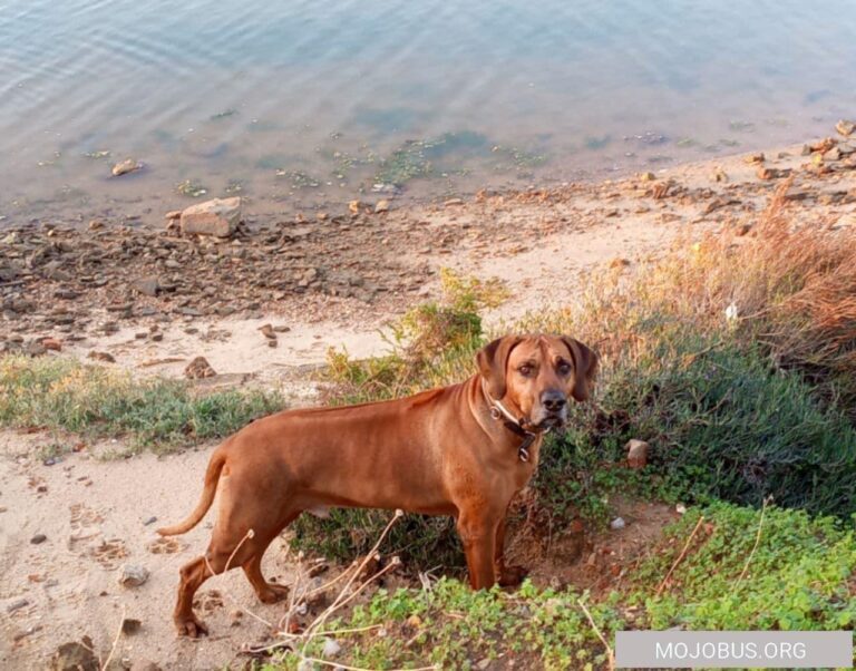 Leon unser Rhodesian Ridgeback, unser Löwenherz: Eine Reise über die ...